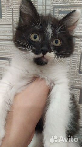 Отдаётся котёнок