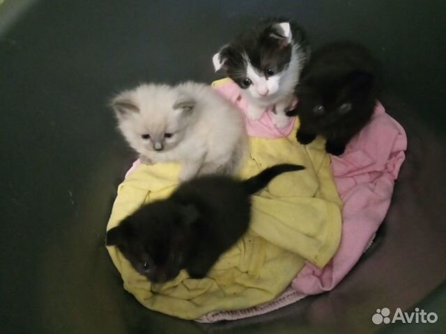 Котята вислоухие