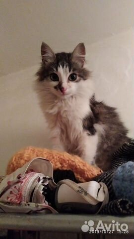 Долька котенок девочка метис Норвежская лесная