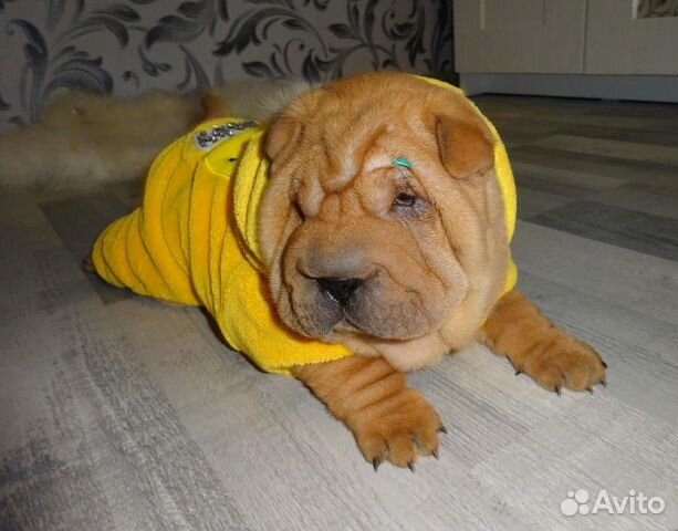 Чистокровные Шарпеи