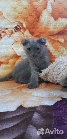Котенок