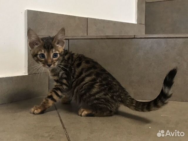 Тойгер девочка Молла