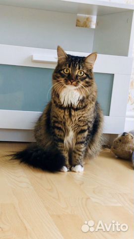 Пушистая красавица ищет дом