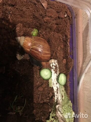 Улитка Ахатина+ террариум