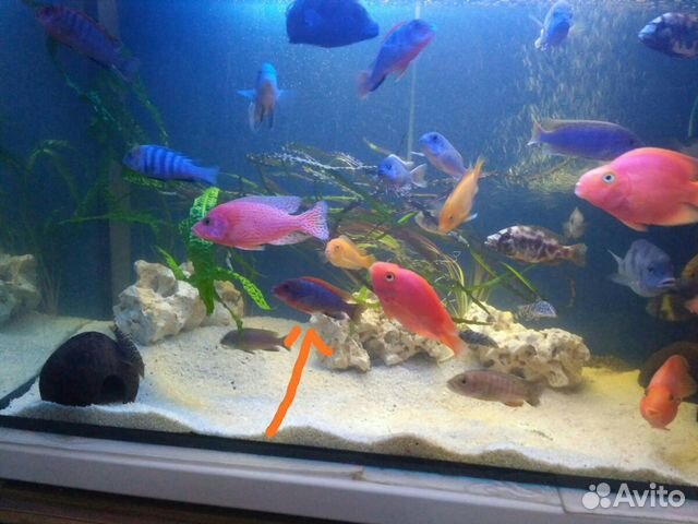 Малавийские цихлиды