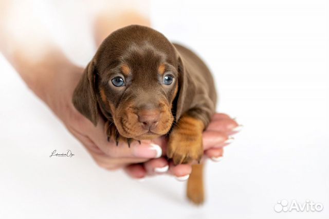 Миниатюрная такса