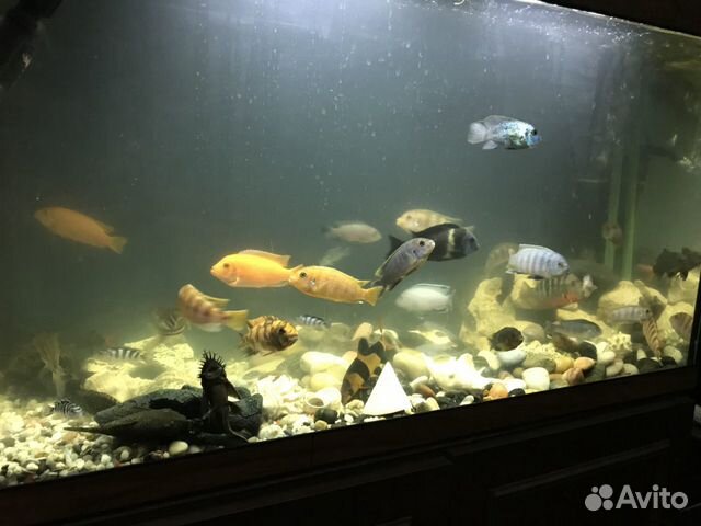 Цихлиды обмен