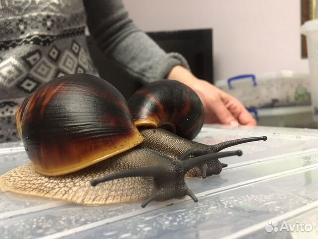 Архахатины Маргината Маргината