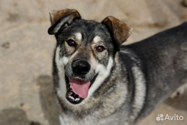 Венс - добрый ласковый пес ищет дом (собака в дар)