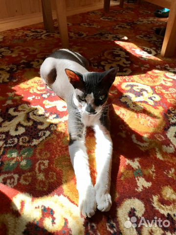 Отдам в Дар породистую кошечку