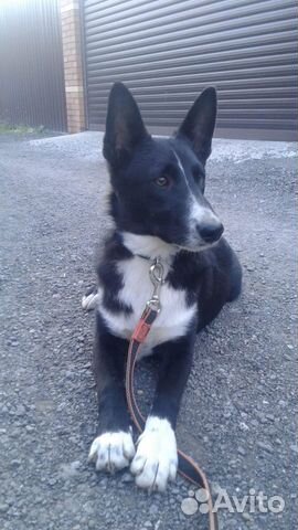 Щенок-подросток в любящие руки