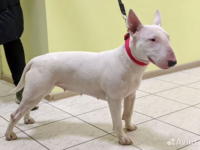 Белая булька - в добрые руки