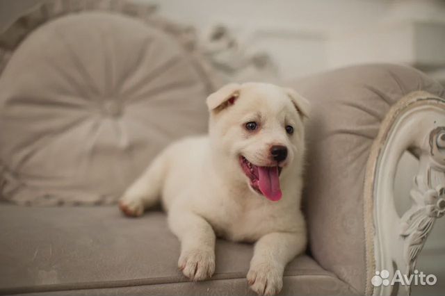 Мишка-малышка ищет дом