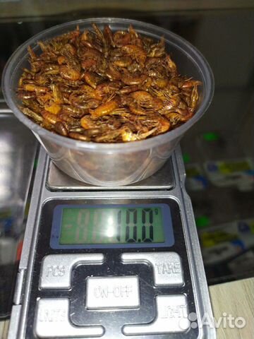 Гаммарус(мормыш )