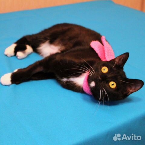 Кошечка Фиби в добрые руки