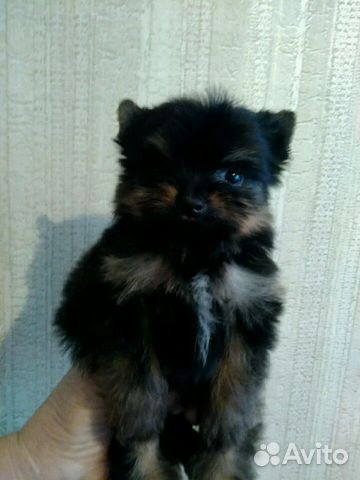 Мальчик. Йорк