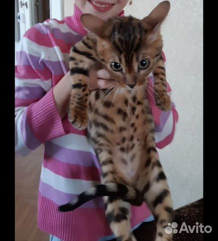 Бенгальская красавица