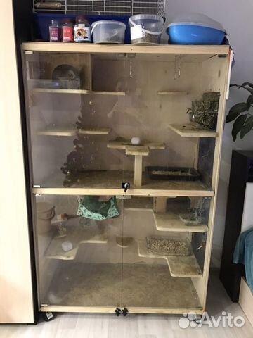 Шиншиллы под ключ