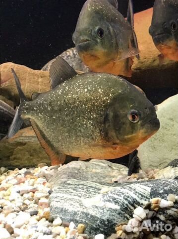 Пираньи амазонские 5 штук