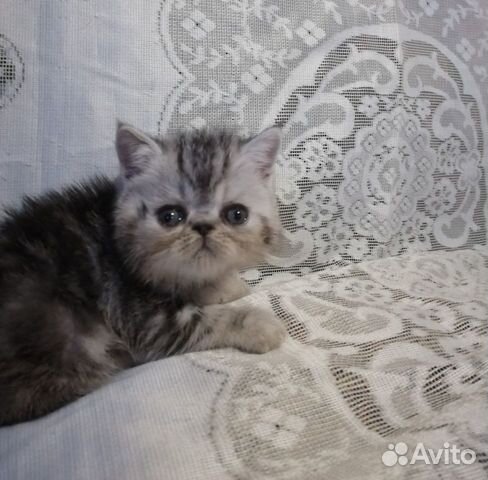 Маленький серебристый толстячок