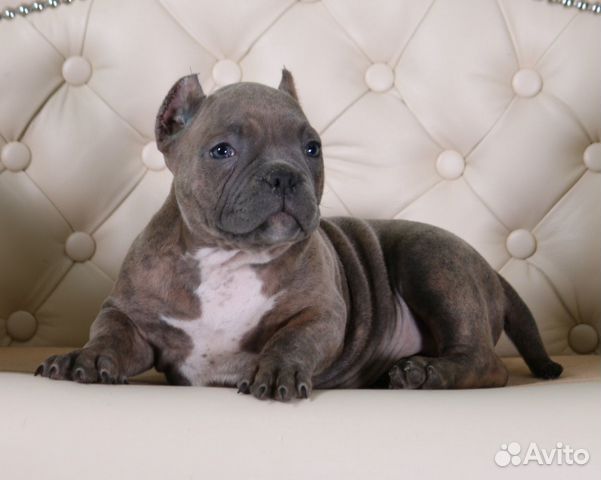 Американский булли