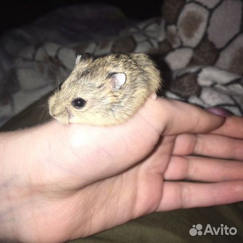 Хомяк малыш девочка