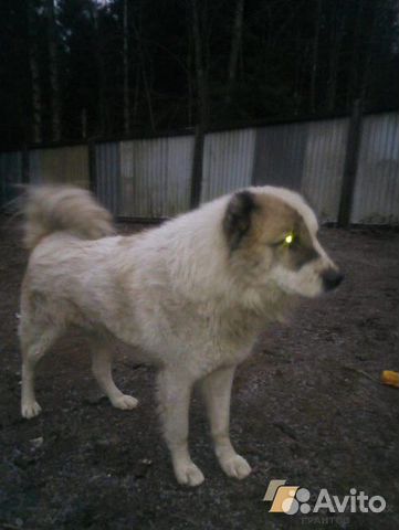 Среднеазиатская овчарка, близкий метис в добрые ру