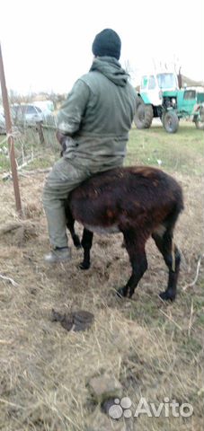 Ослик