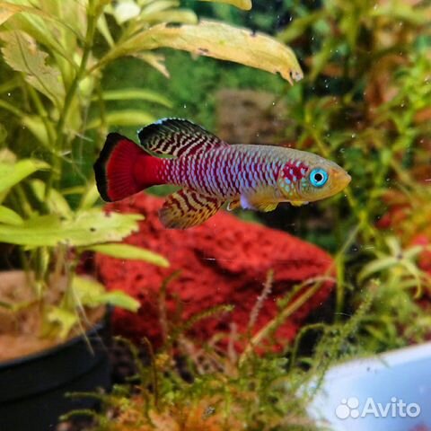 Киллифиш нотобранхиус гюнтера