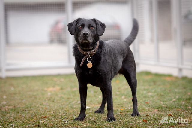 Лабрадор в дар, метис лабрадора в дар
