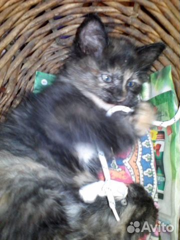 Норвежская лесная