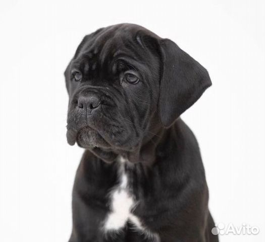 Шикарная чёрная девочка кане- корсо