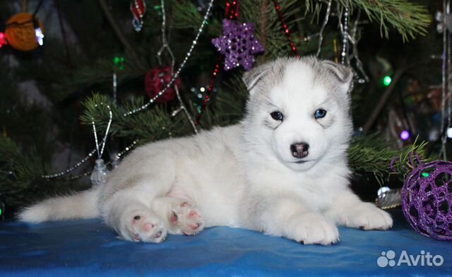 Мальчик серо-белый арлекин