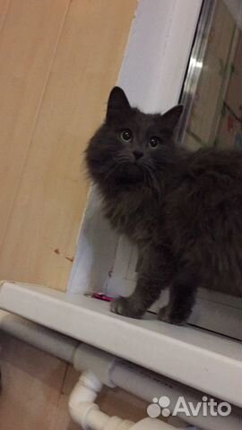 Кот Нибелунг