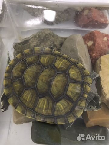 Черепашка красноухая