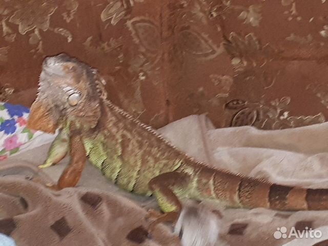 Рептилия