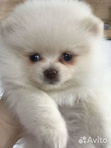 Шпиц помиранский