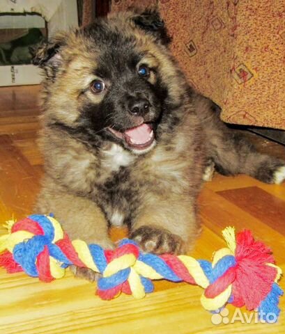 Маленький Дик ищет семью