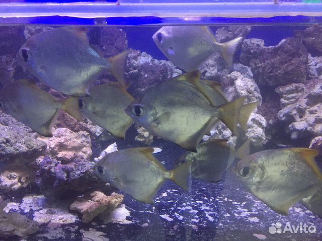 Монодактил