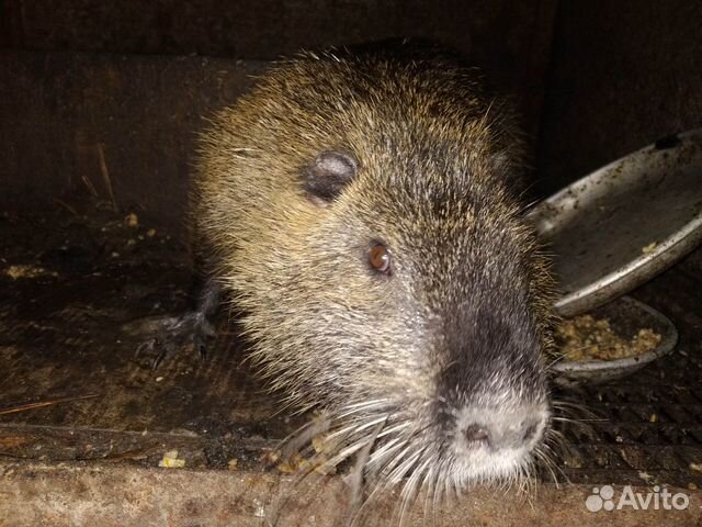 Самцы нутрии на развод