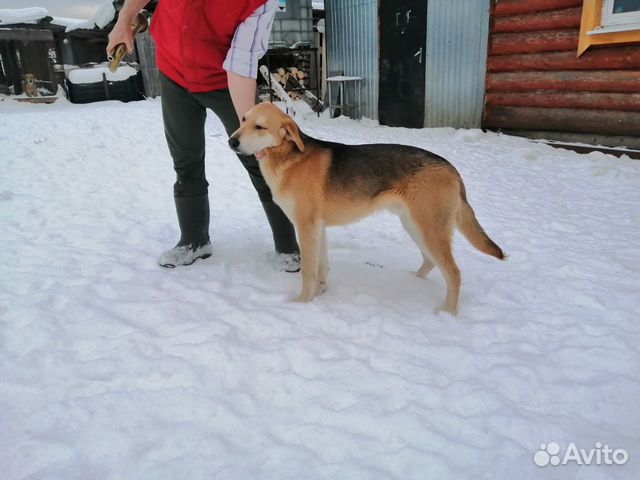 Русская гончая щенок
