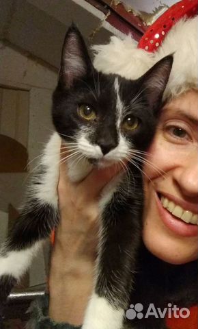 Игривые котята маркизики. 5 мес, кастриров. Мини П