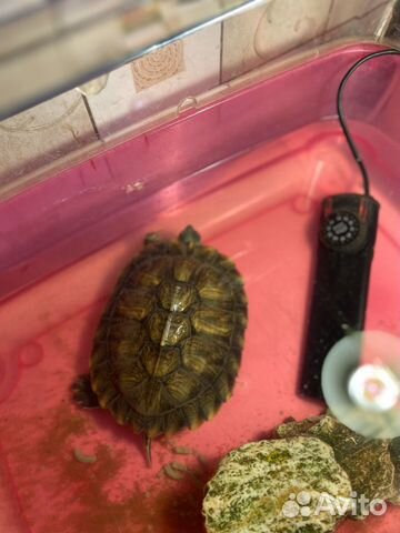 Черепаха красноухая