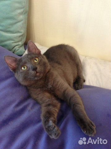 Серебристо серый котенок