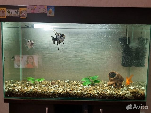Аквариум