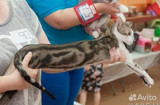 Коко