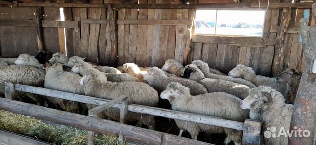 Матки откормачные