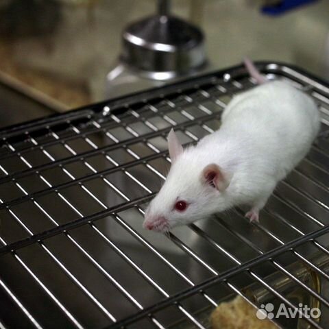 Мышки кормовые