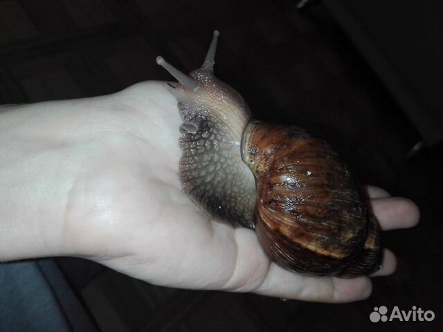 Улиточка Ахатина Иммакулята с домом