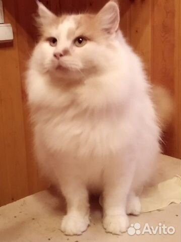 Крупный кот Портос